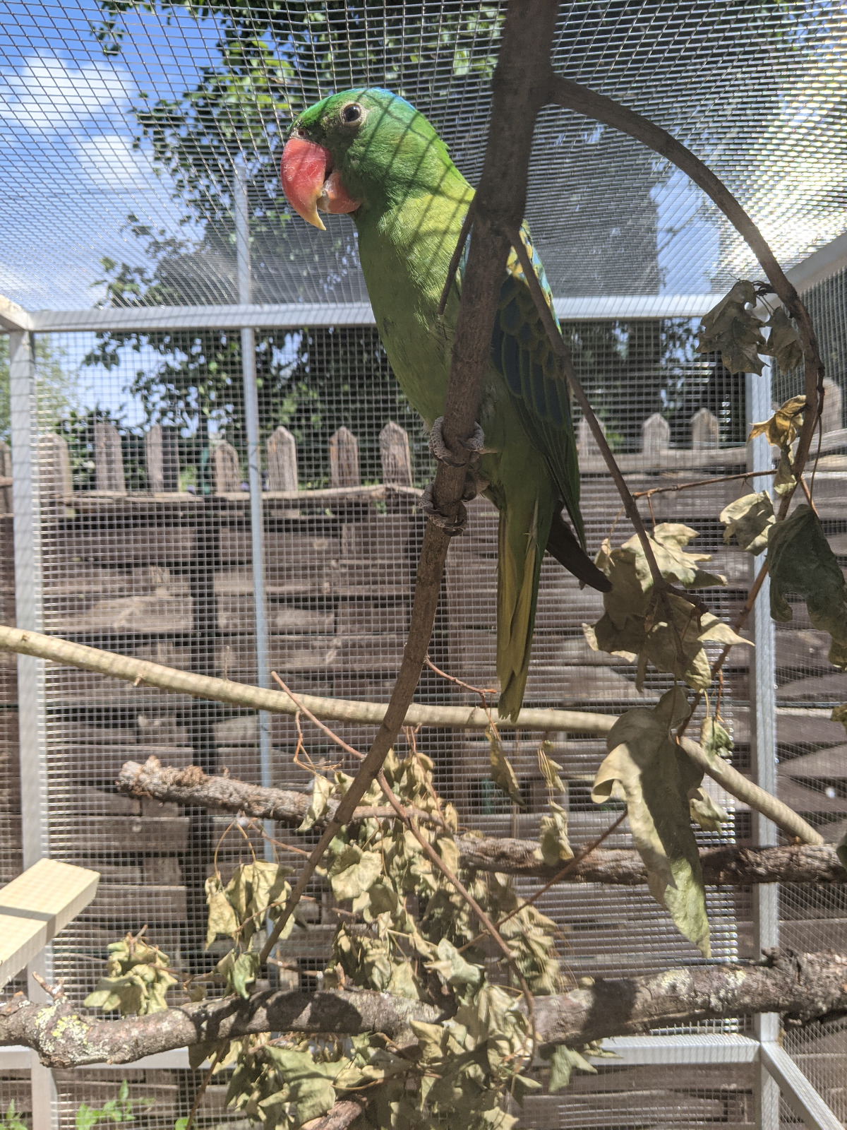 Honey sucht Halter/in – Hildegard Niemann – Parrot Behaviour Consulting ...