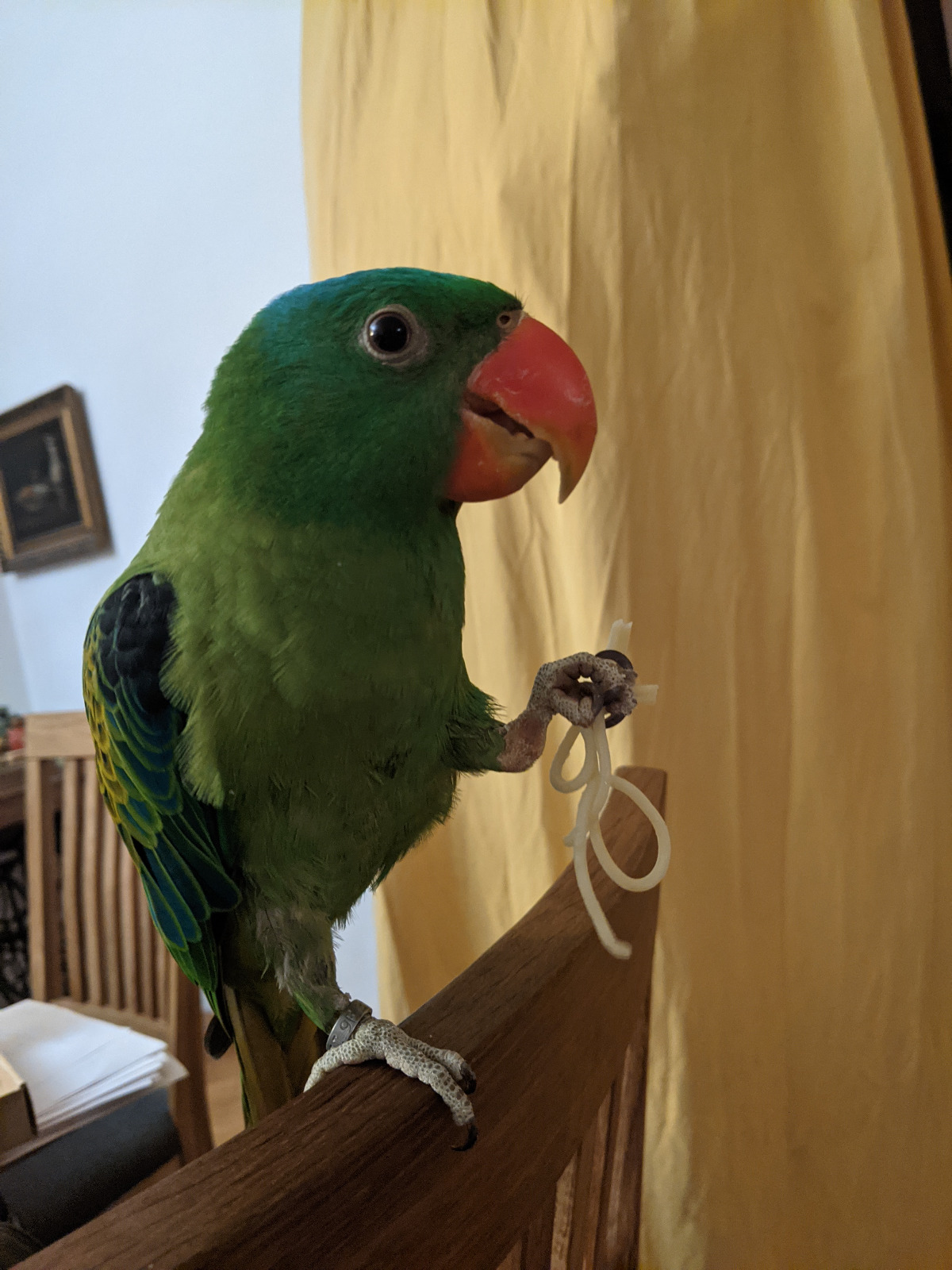 Honey sucht Halter/in – Hildegard Niemann – Parrot Behaviour Consulting ...